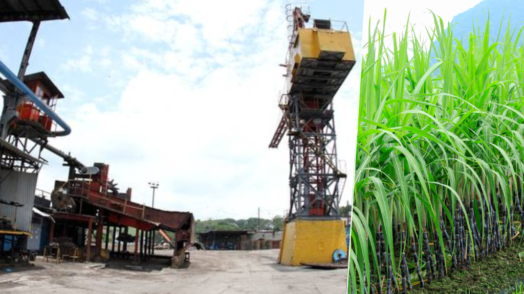 Veracruz produce el 40% del azúcar en México con 18 ingenios en ...