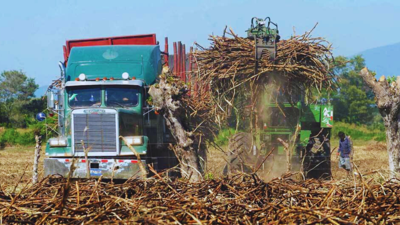 Zafra 2024/25: Panorama de la producción de azúcar en México - Zafranet